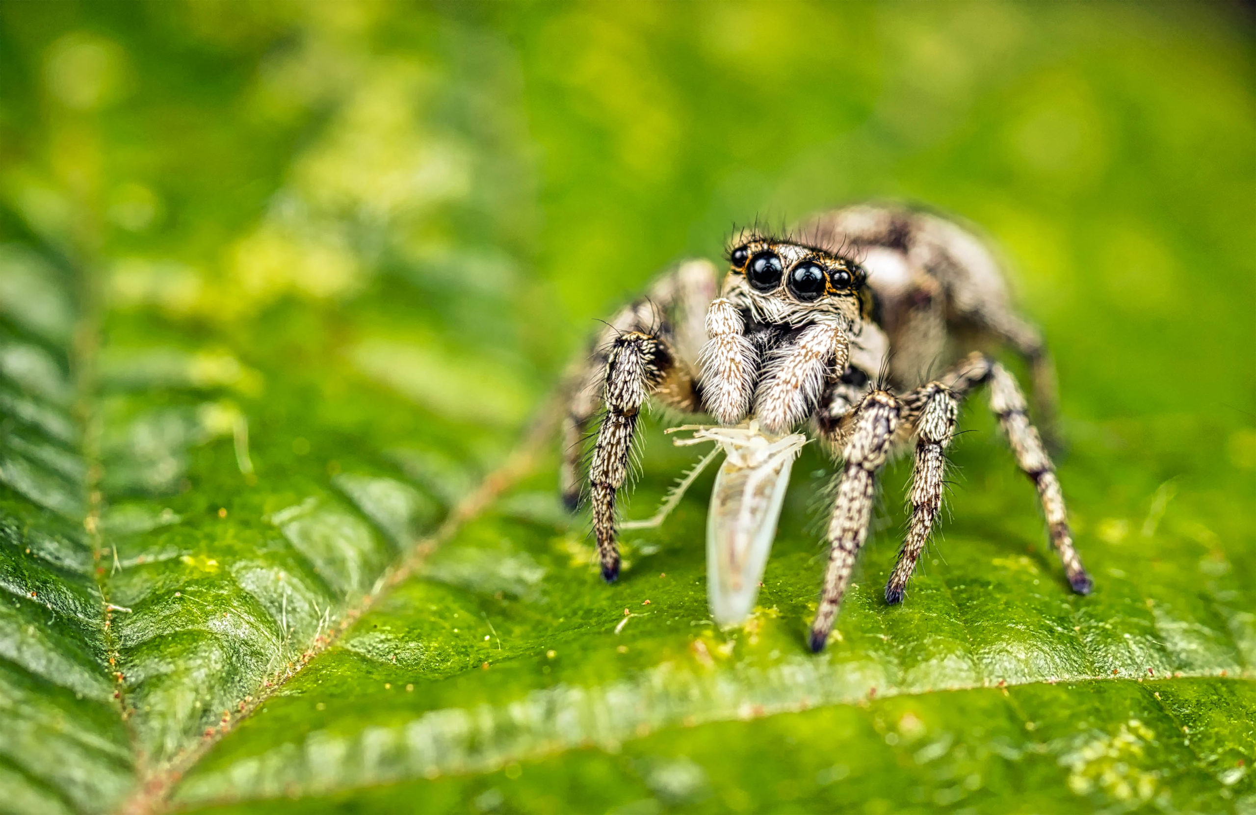 ARACHNIDS – Nature up close